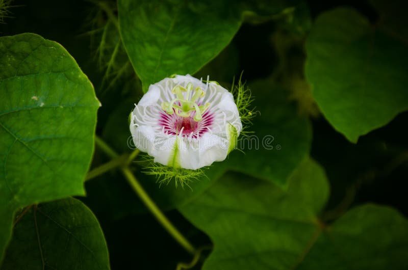 Fetid passionflower stock image. Image of fruit, botanical - 42288407