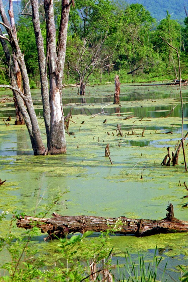 The Surface Of A Swamp With Stagnant Water Stock Image - Image of pond ...