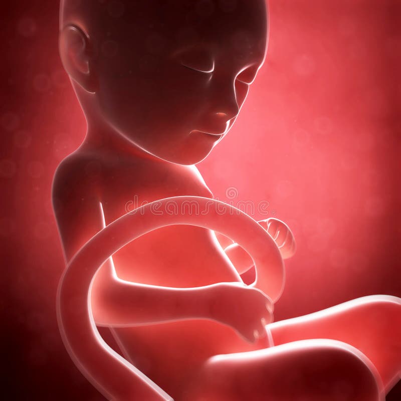 Feto humano stock de ilustración. Ilustración de unborn - 30722017