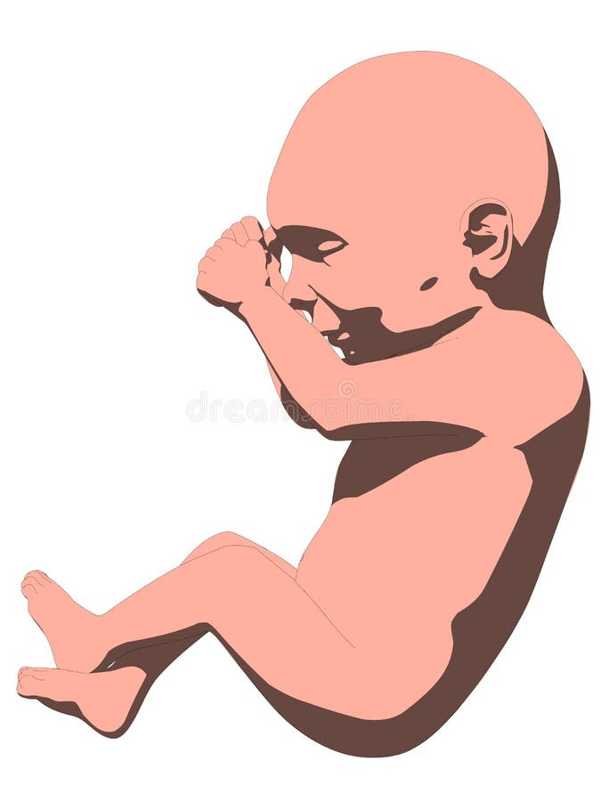 Feto humano ilustración del vector. Ilustración de vector - 9579984
