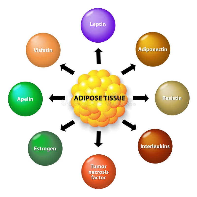 Fett- Silkespapper Och Hormoner Vektor Illustrationer - Illustration av ...