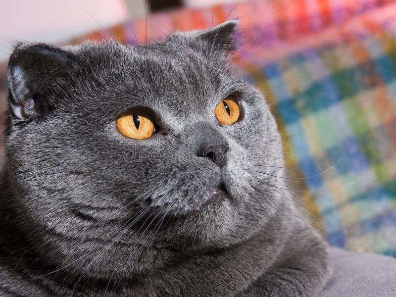 Fette Katze stockfoto. Bild von faul, auge, miezekatze - 12831712