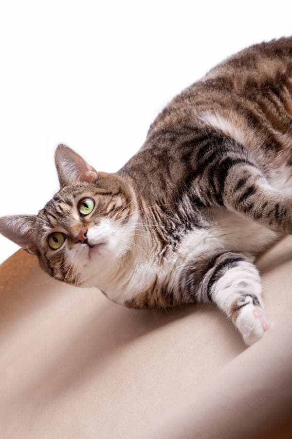 Fette Katze stockbild. Bild von bärte, wekzeugspritze - 16372211