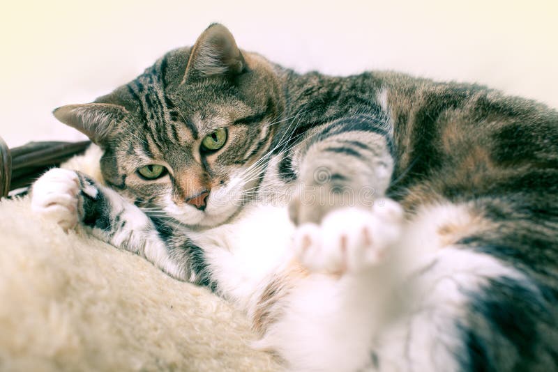 14,881 Fette Katze Stock Fotos - Freie & Royalty-Free Stock Fotos von ...