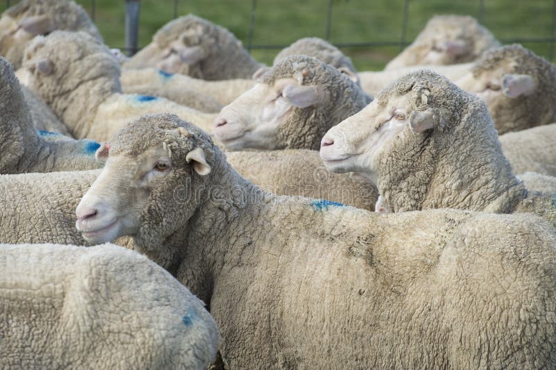 Merino-Schafe, Mutterschafe, Stockfoto - Bild von muster, tiere: 169128152