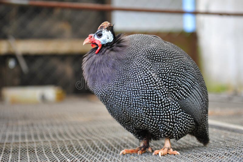 Fetter Truthahn stockbild. Bild von rund, vogel, kopf - 24002661