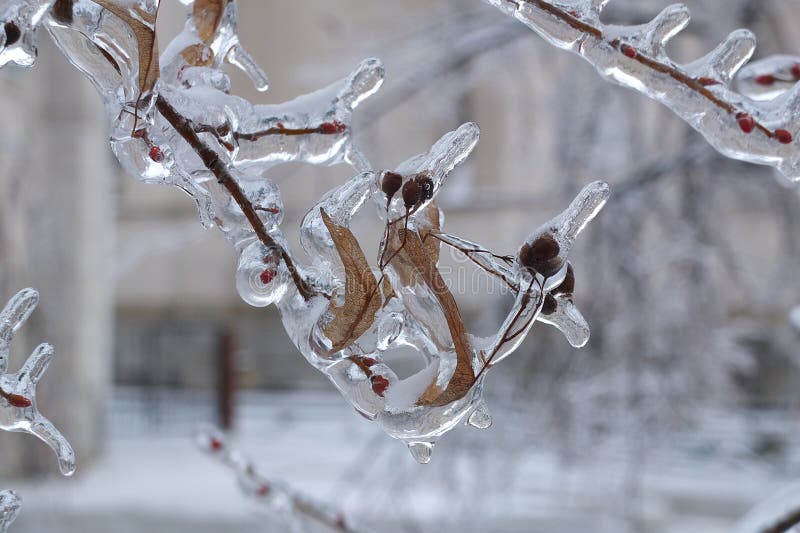 In fetters of ice stock photo. Image of heavy, rain, winter - 37181600