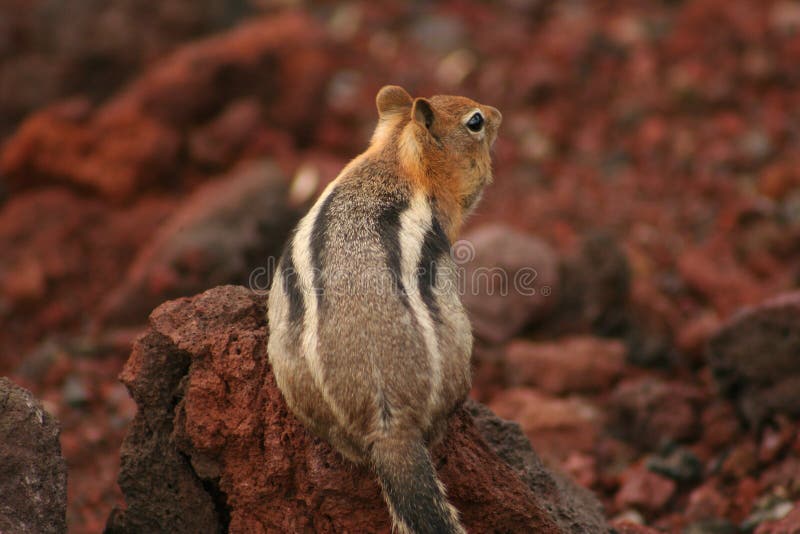 Fettes Eichhörnchen Auf Roter Asche Stockfoto - Bild von tier ...