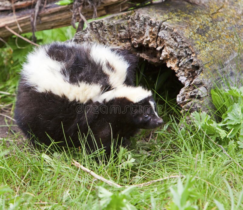 Fettes Stinktier im Holz stockbild. Bild von gras, stinktiere - 27396499