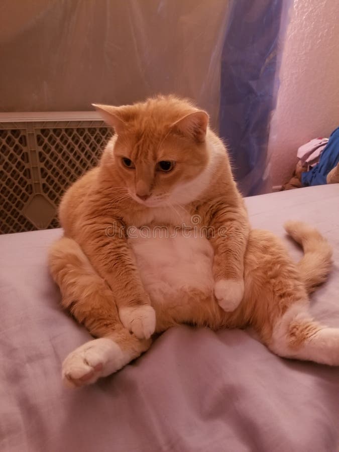 Fettkatze stockbild. Bild von florida, katze, fett, haus - 162678227