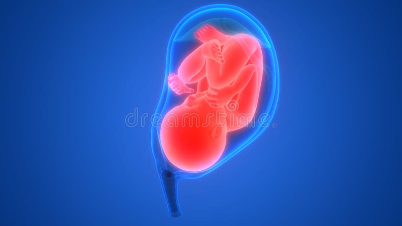 Fetus Baby in Womb Anatomy stock illustration. Illustration of body ...