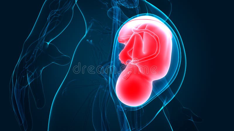 Fetus Baby in Womb Anatomy stock illustration. Illustration of cervix ...