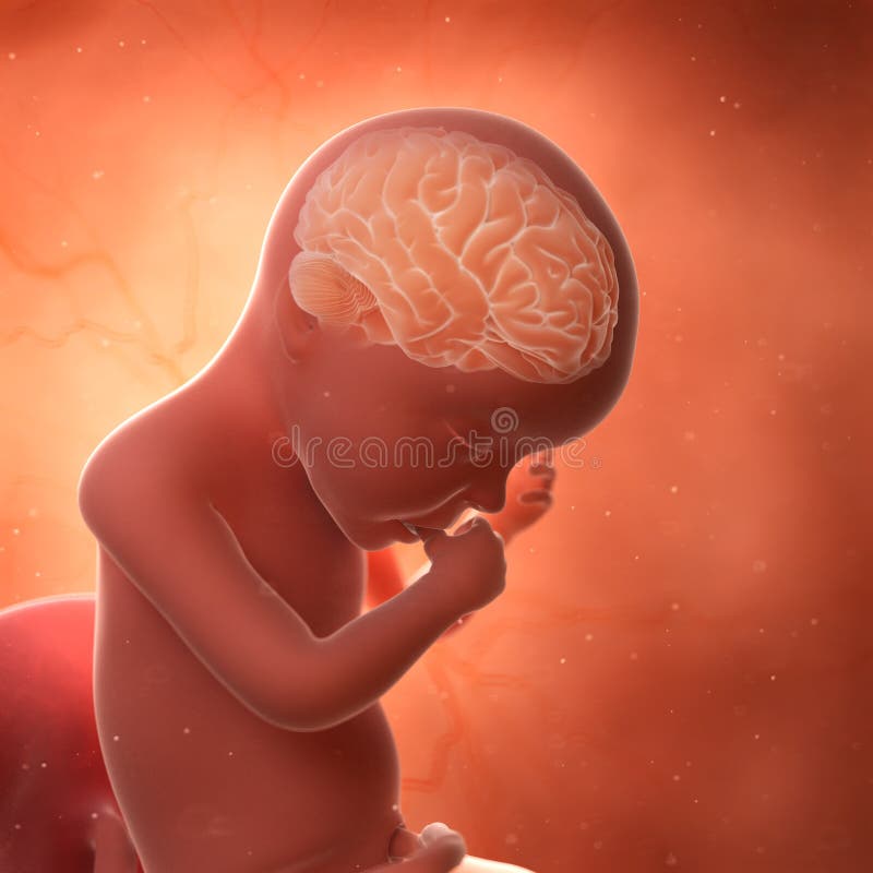 A fetus brain stock illustration. Illustration of graphic - 100246582