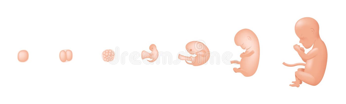 Fetus Development Stock Illustrations – 4,725 Fetus Development Stock ...