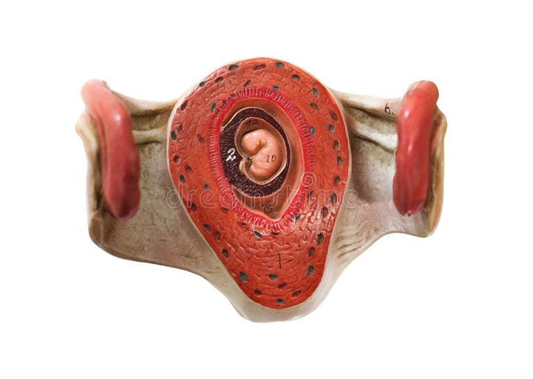Fetus Development in Womb Model Stock Image - Image of abdomen, anatomy ...