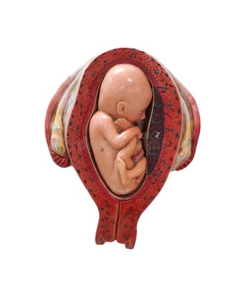 Fetus Development in Womb Model Stock Photo - Image of hospital, mother ...