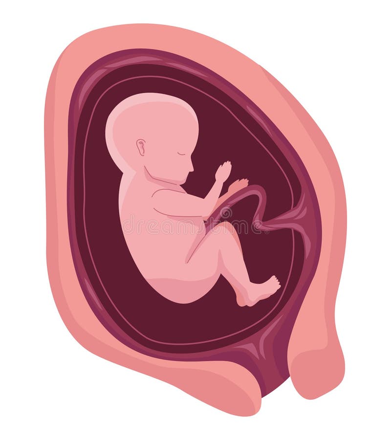 Fetus with five months stock vector. Illustration of vector - 235145947