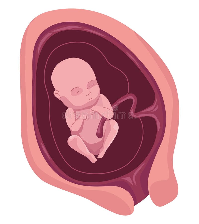 Fetus with four months stock vector. Illustration of fetal - 235146109