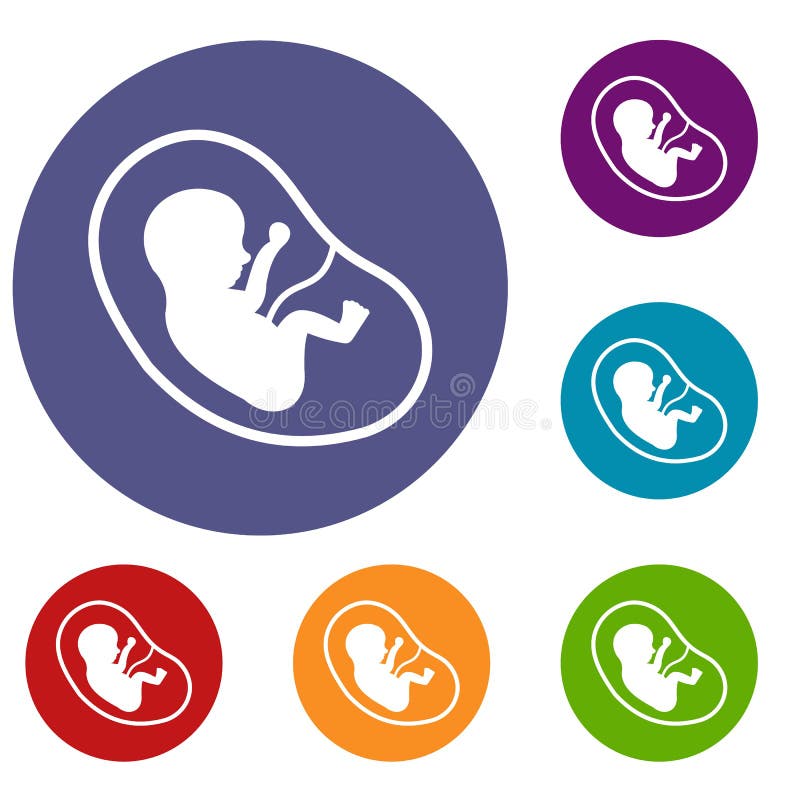 Fetal Growth Stock Vector Illustration Of Fetus Fertility 78922182
