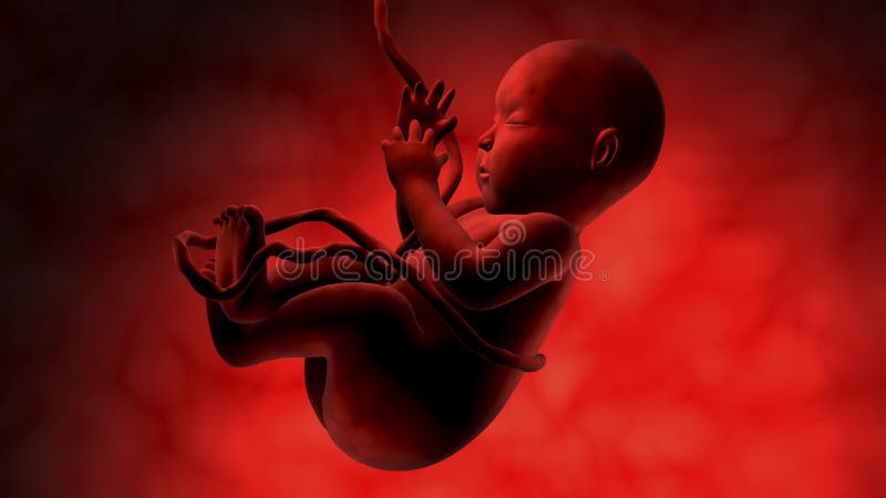 Fetus inside womb. stock illustration. Illustration of female - 348621076