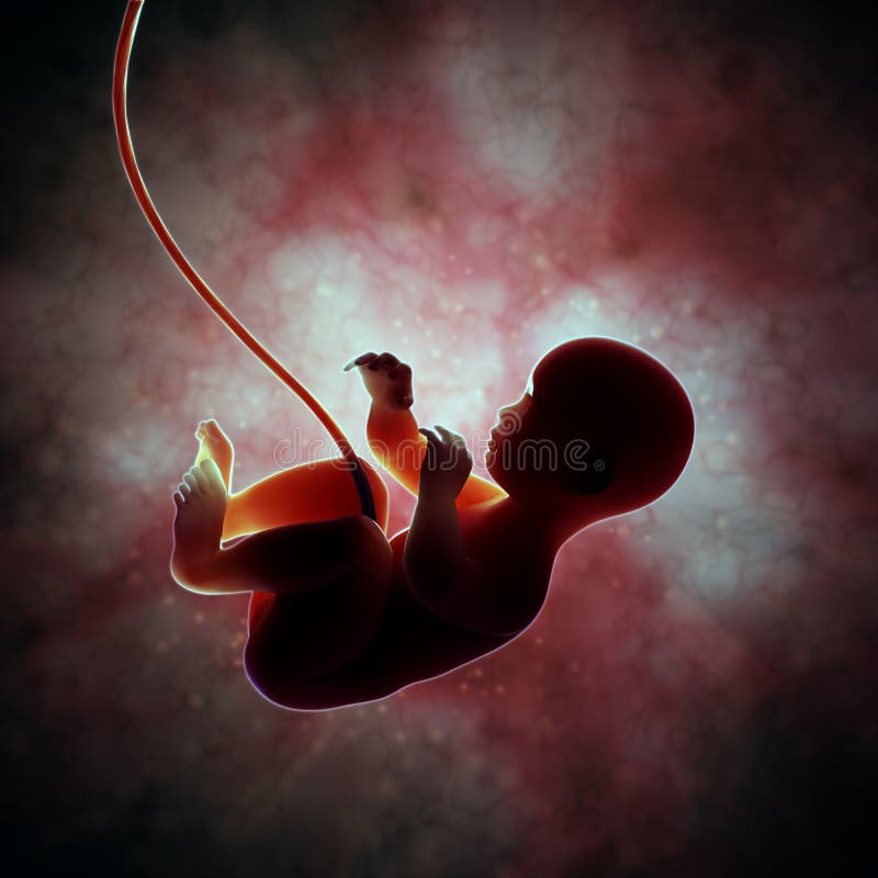 Fetus inside the womb stock illustration. Illustration of child - 31024726
