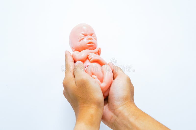 The fetus model stock image. Image of figure, gynecology - 104712159