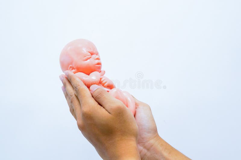 The Fetus Model in the Hand Stock Photo - Image of maternity, fetus ...