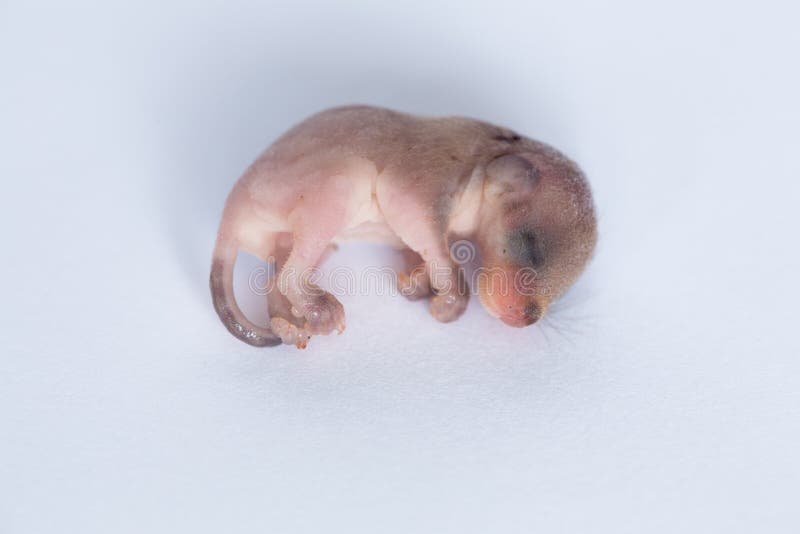 Fetus of a small animal stock image. Image of isolated - 109951531
