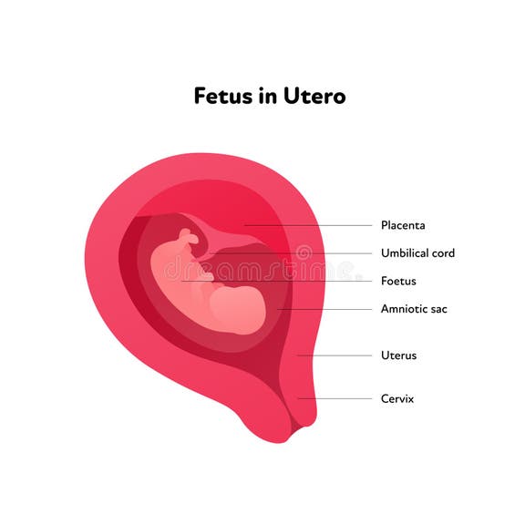 Fetus Womb Diagram Stock Illustrations – 155 Fetus Womb Diagram Stock ... Fetus Womb Diagram Stock Illustrations – 155 Fetus Womb Diagram Stock ...