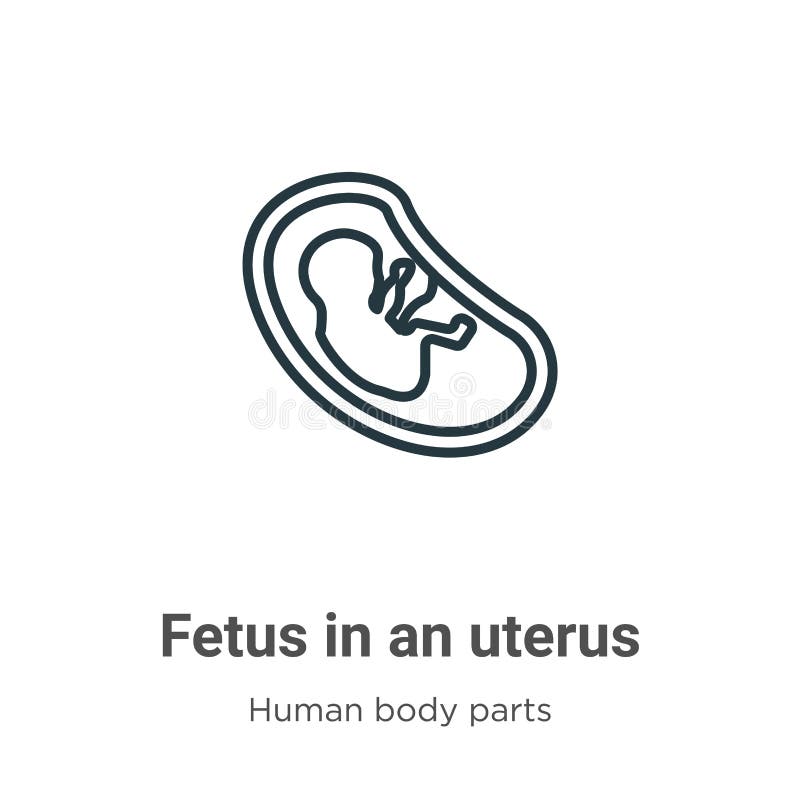 Uterus Outline Stock Illustrations – 1,313 Uterus Outline Stock ...