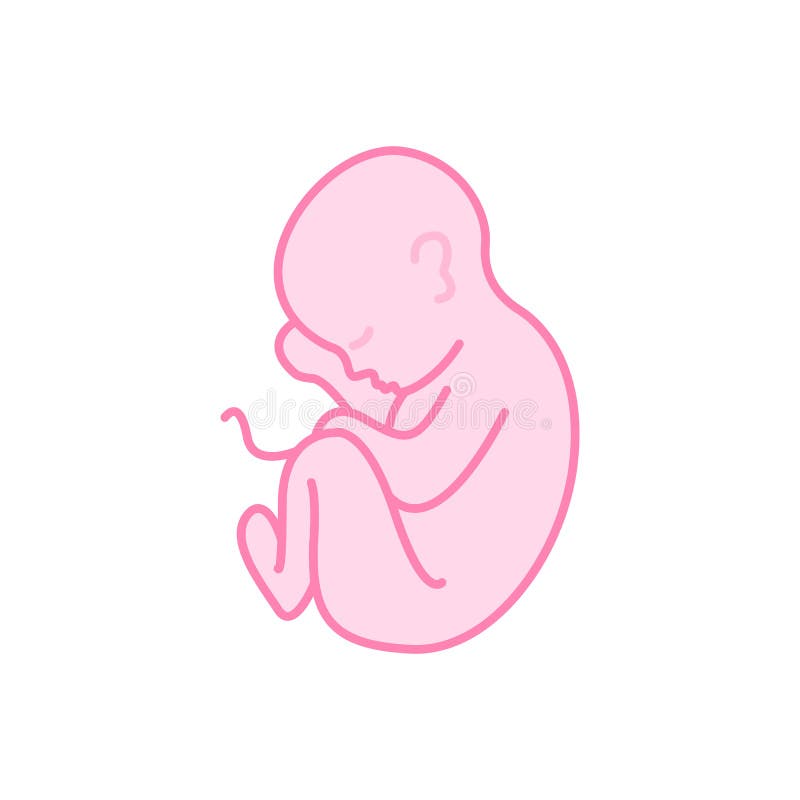 Fetus vector icon stock illustration. Illustration of childbirth ...