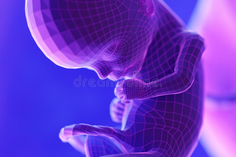 A fetus - week 15 stock illustration. Illustration of inside - 169368640