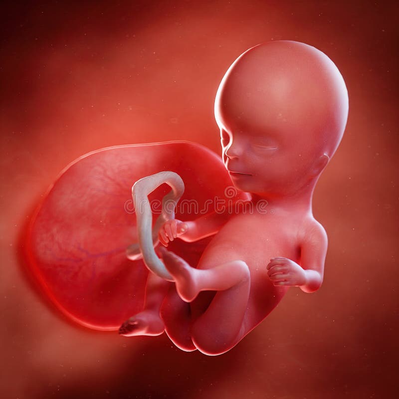 A fetus week 14 stock illustration. Illustration of accurate - 101126378