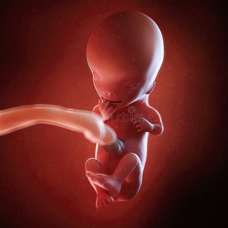 A Fetus Inside of an Uterus - Week 32 Stock Illustration - Illustration ...