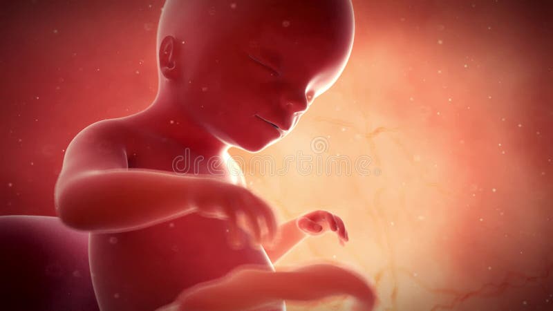 A fetus - week 22 stock video. Video of medical, trimester - 68296897