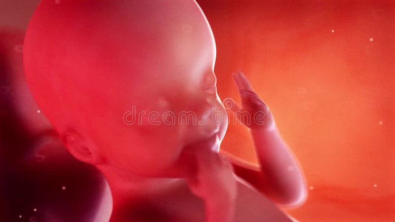 A fetus week 23 stock video. Video of pregnancy, amniotic - 140262861