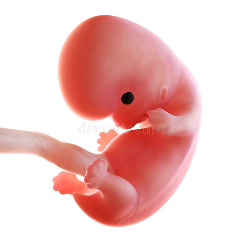 Fetus Week 8 Medically Accurate Stock Illustrations – 23 Fetus Week 8 ...
