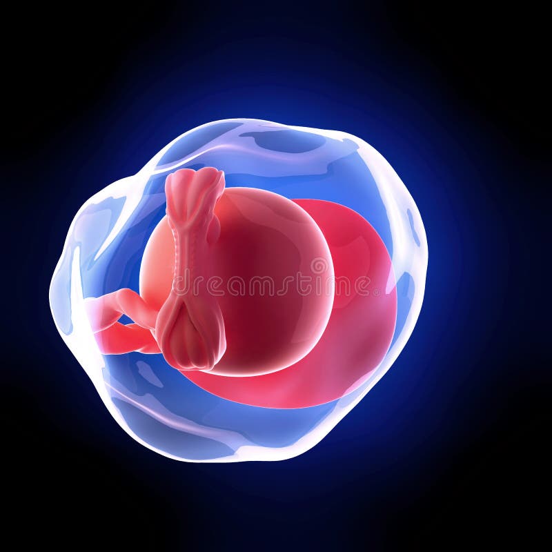 Fetus - week 5 stock illustration. Illustration of fetus - 58829758