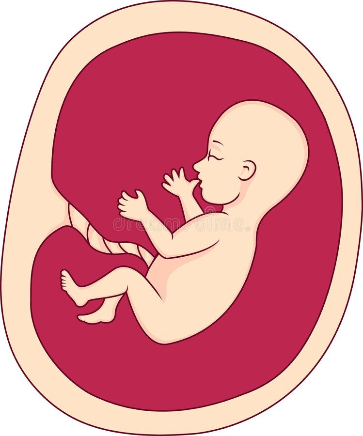 Fetus in a womb stock illustration. Illustration of artwork - 25903292 Fetus in a womb stock illustration. Illustration of artwork - 25903292