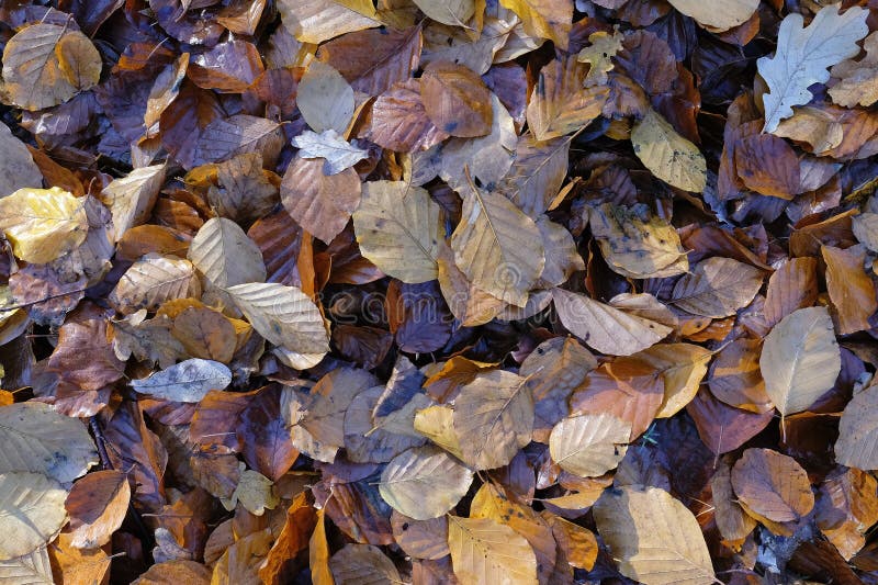 Moist Autumn Leaves As a Texture Stock Photo - Image of detailed, bokeh ...