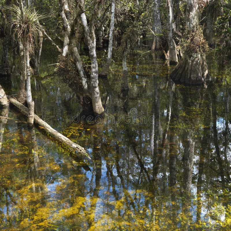 Feuchtgebiet in Den Florida-Sumpfgebieten. Stockbild - Bild von reise ...