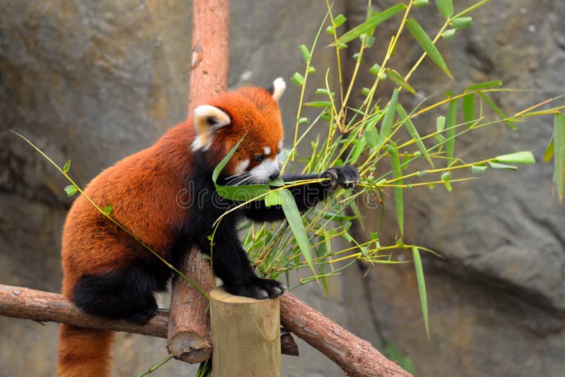 Feuerfuchs stockbild. Bild von tier, bambus, geschöpf - 22820631