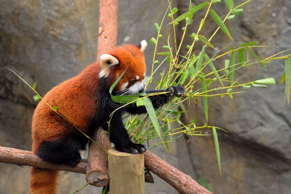 Feuerfuchs stockfoto. Bild von führen, blatt, bambus - 22820622