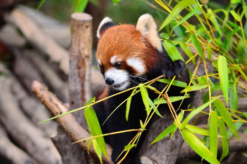 Feuerfuchs stockbild. Bild von tropisch, pelz, outdoor - 22820631