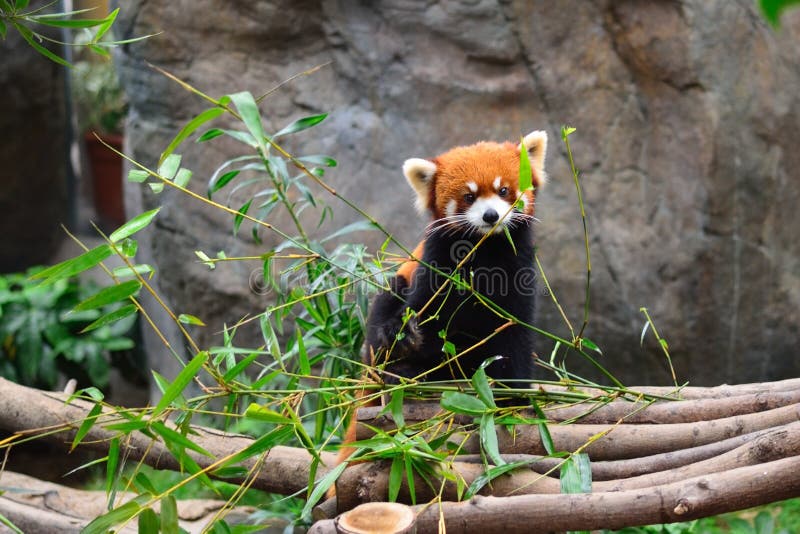 Feuerfuchs stockfoto. Bild von nave, umgebung, schwarzes - 22820638