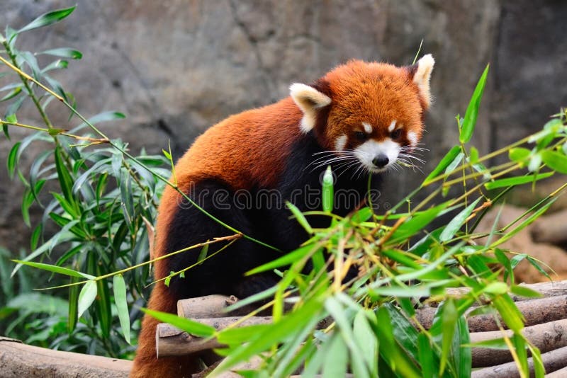 Feuerfuchs stockbild. Bild von tier, bambus, geschöpf - 22820631
