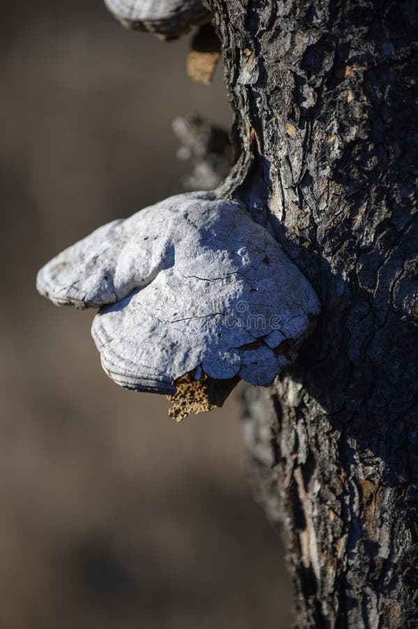 Fire Sponge vertical stock image. Image of pest, ignition - 213262017