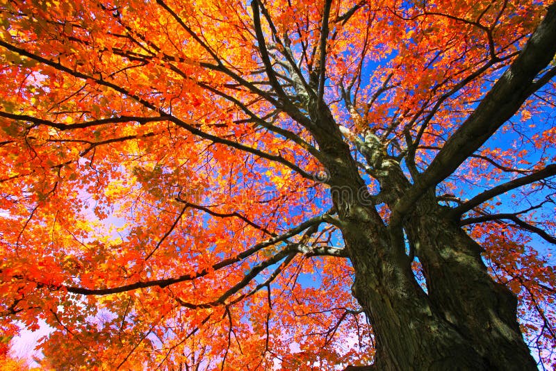 Feuillage D'érable En Automne, Canada Photo stock - Image of ontario ...