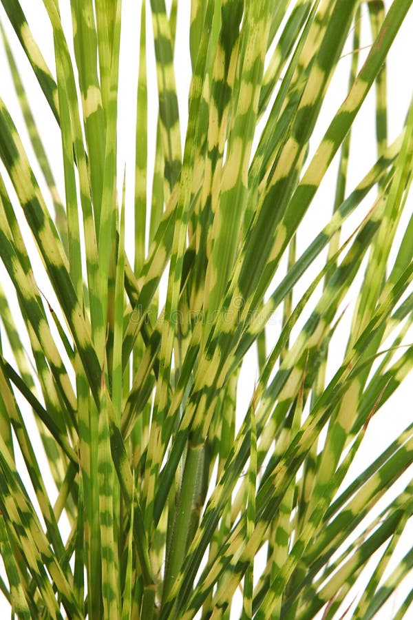 Feuillage De Miscanthus Sinensis Zebrinus Image stock - Image du fleur ...
