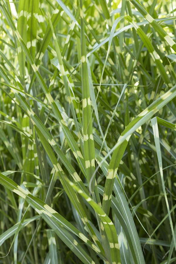 Feuillage De Miscanthus Sinensis Zebrinus Image stock - Image du ...